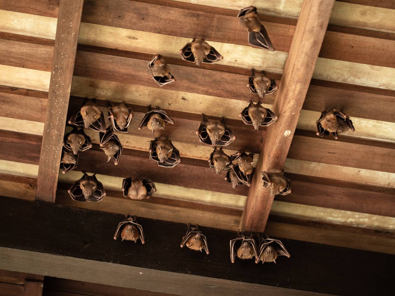 How Do Bats Get In The House? | Bat Specialists of Oklahoma